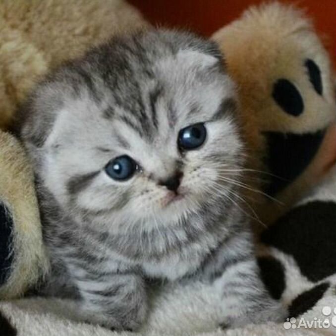 Вислоухая кошечка, серебро,пятно, вискас