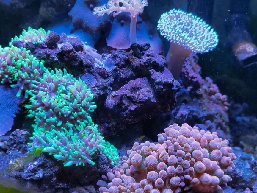 Актиния и Родактисы