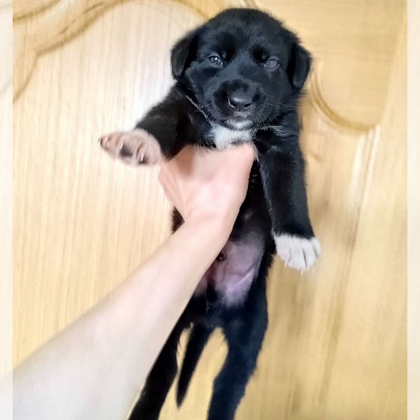 Щенок в добрые руки