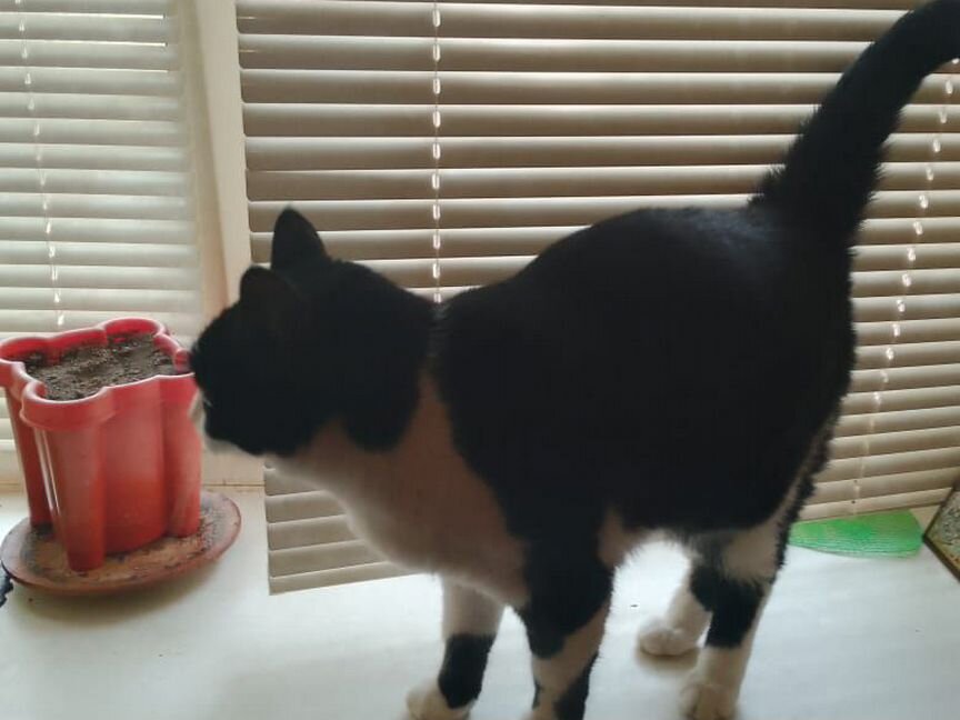 Кошка в дар