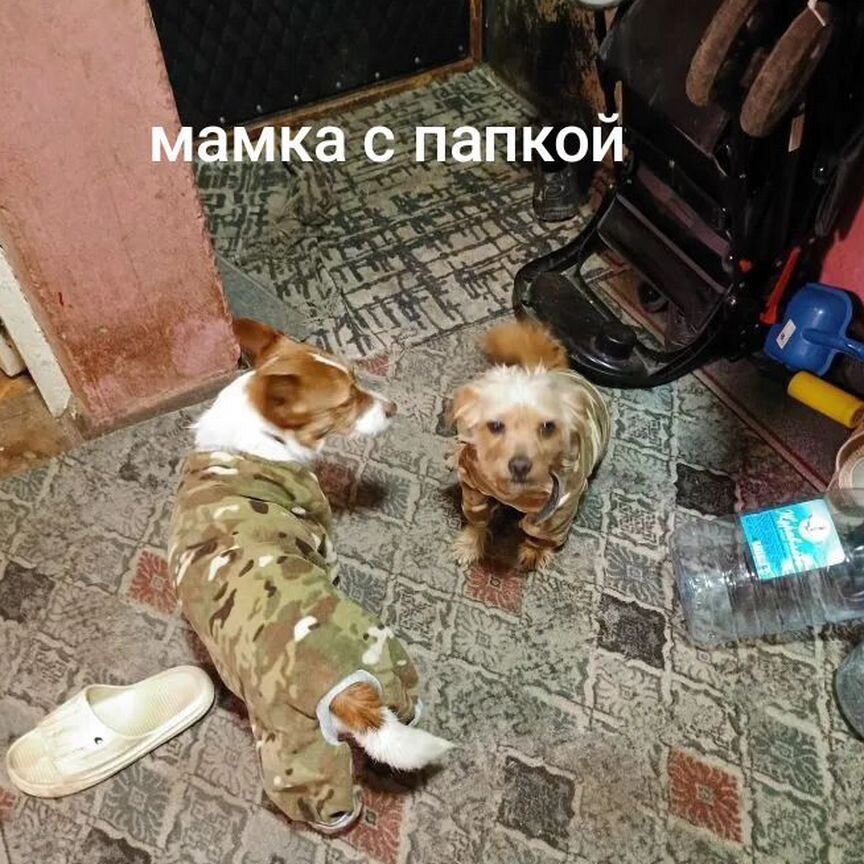 Продам щенка джек рассел