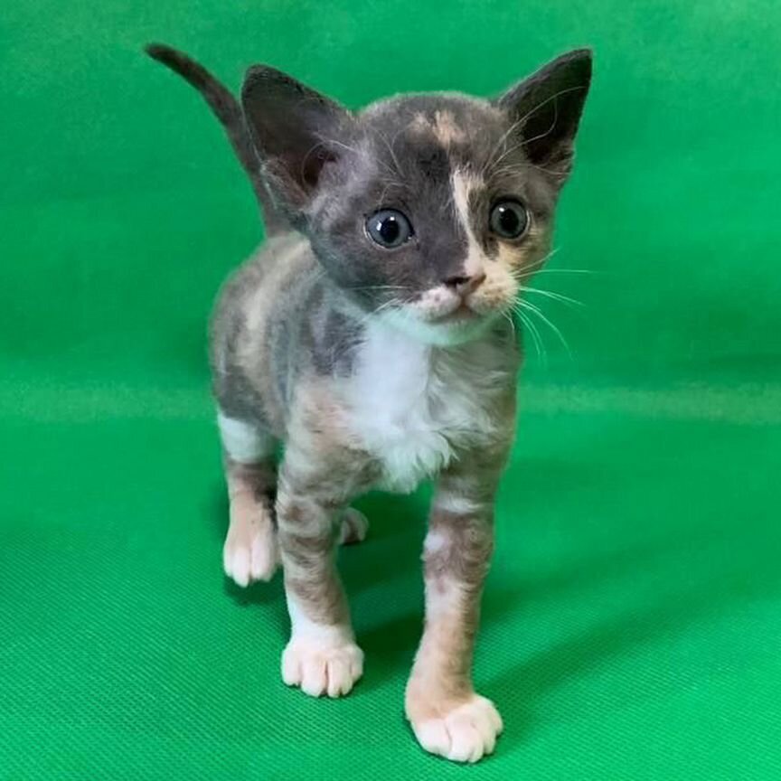 Уральский рекс котёнок