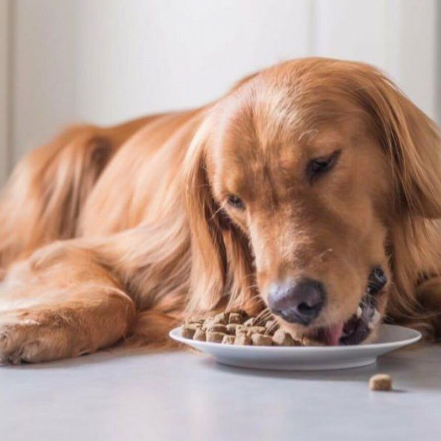 Корм для собак 5кг