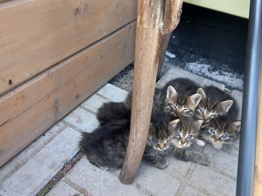 Отдам в добрые руки котят