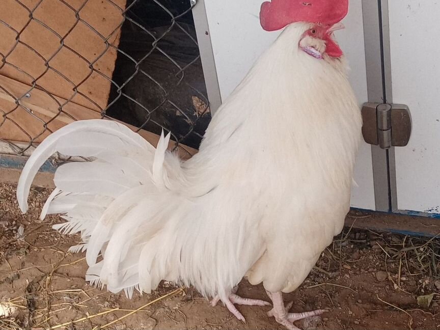 Петухи легорн
