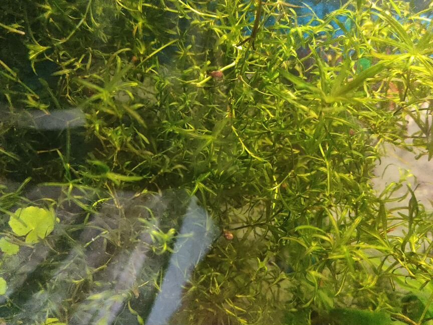 Трава для аквариума