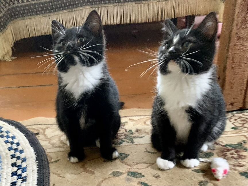 Котята в добрые руки