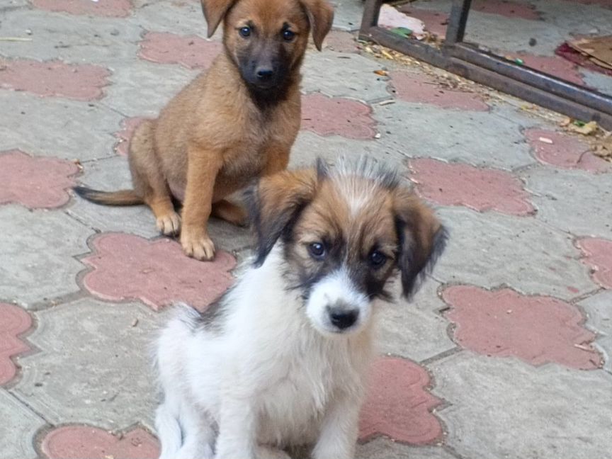 Отдам бесплатно щенки