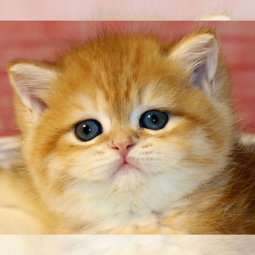 Британский короткошёрстный котёнок