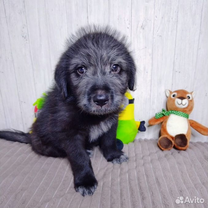 Боцман ищет дом