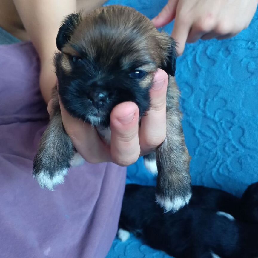 Готовятся к продаже