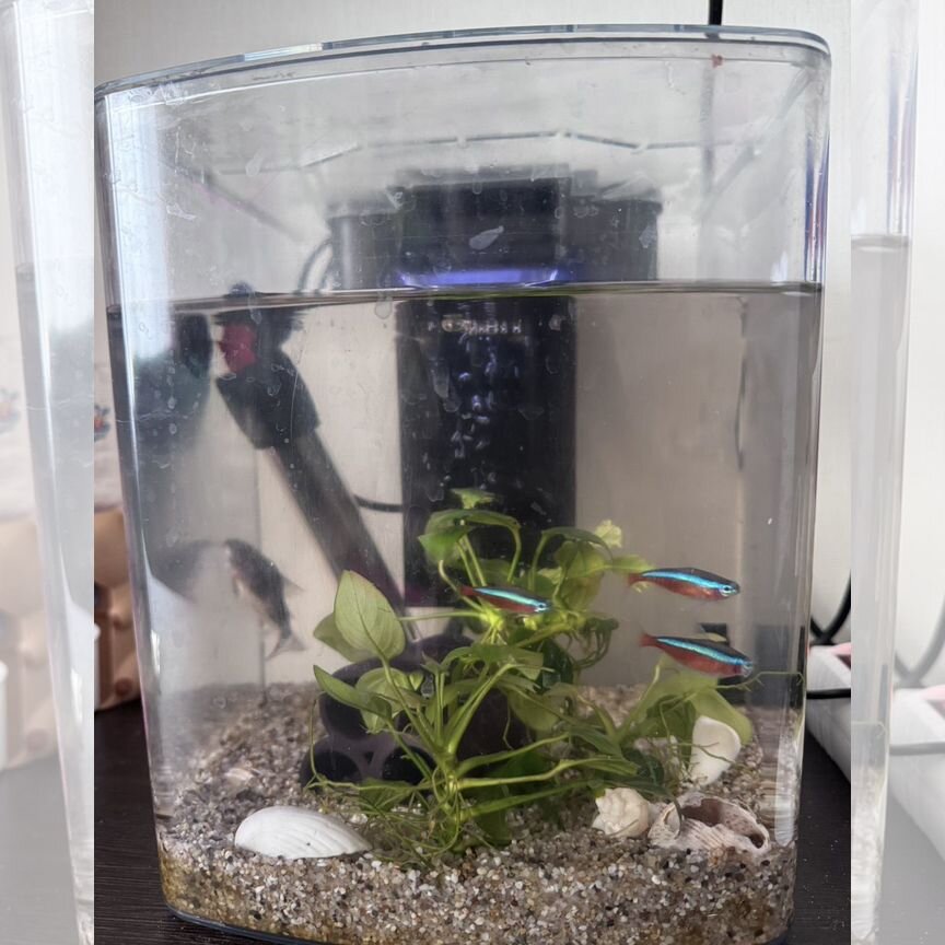 Аквариум с рыбами