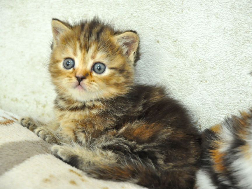 Шотландские вислоухие котята