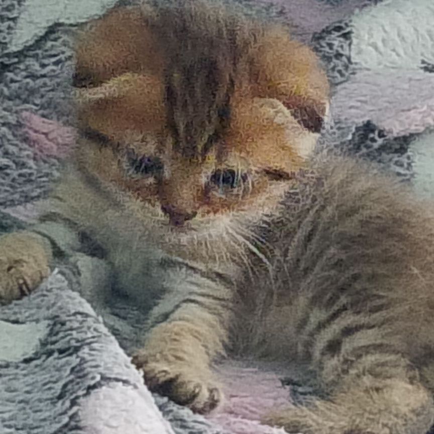 Котёнок в добрые руки