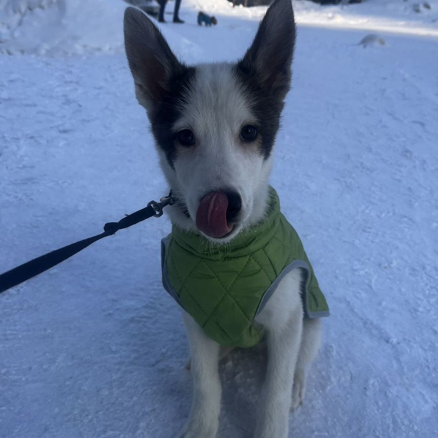 Щенок Бэни ищет дом