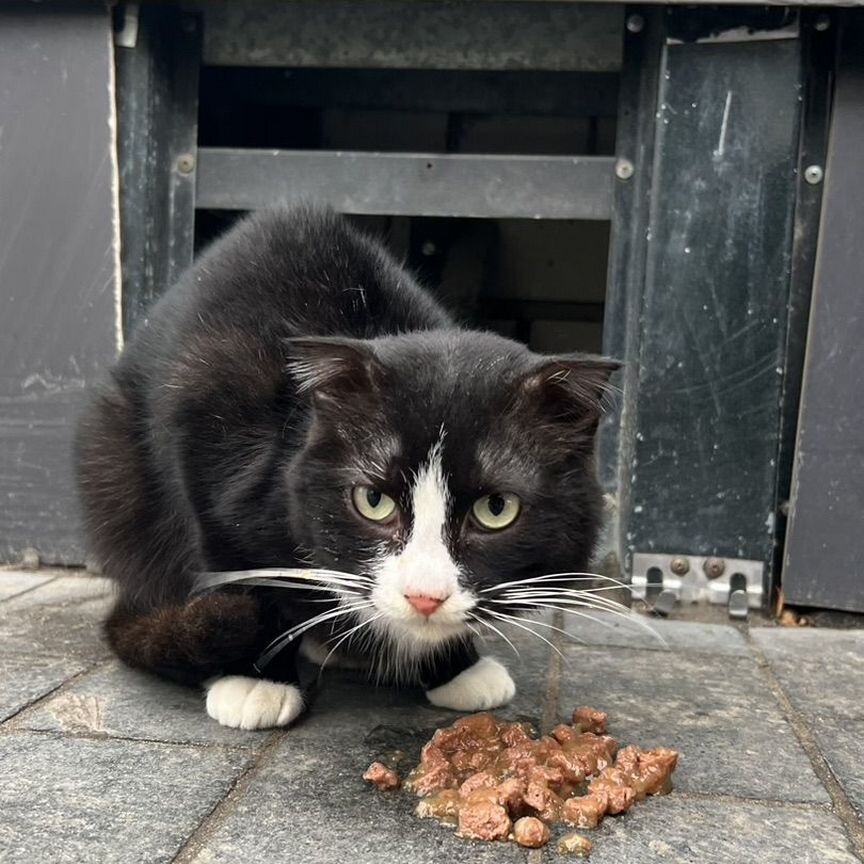 Котик в добрые руки