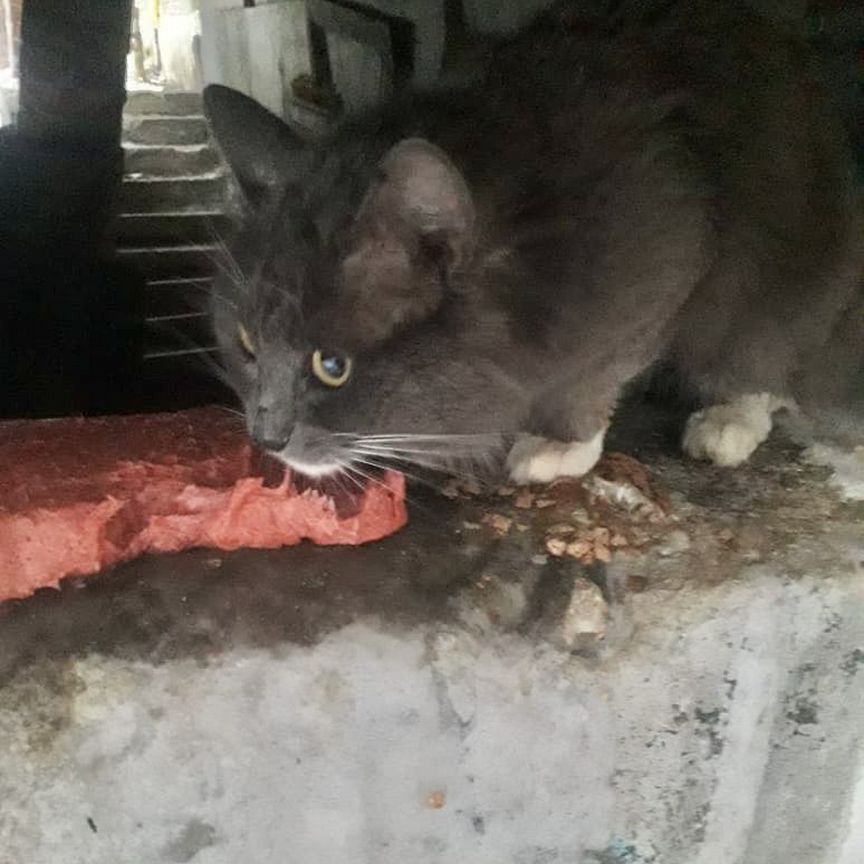 Ласковый кот живет на улице