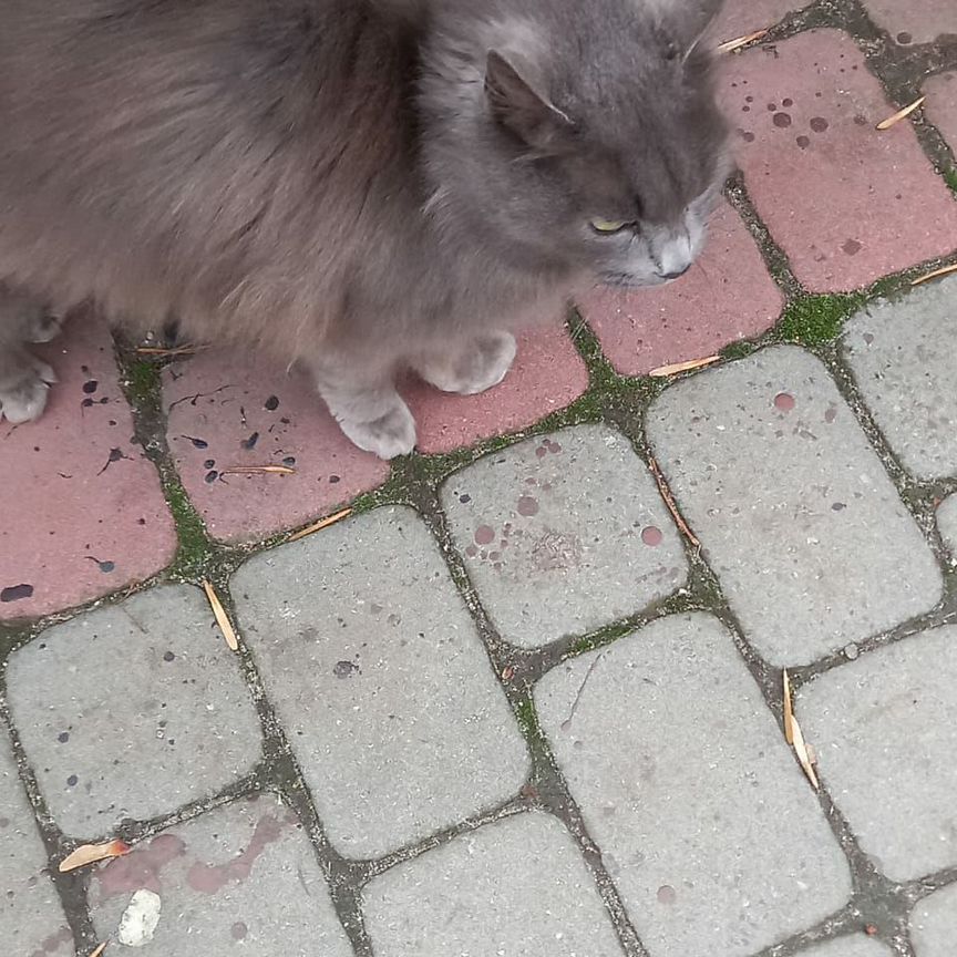 Кошечка, предана хозяевами