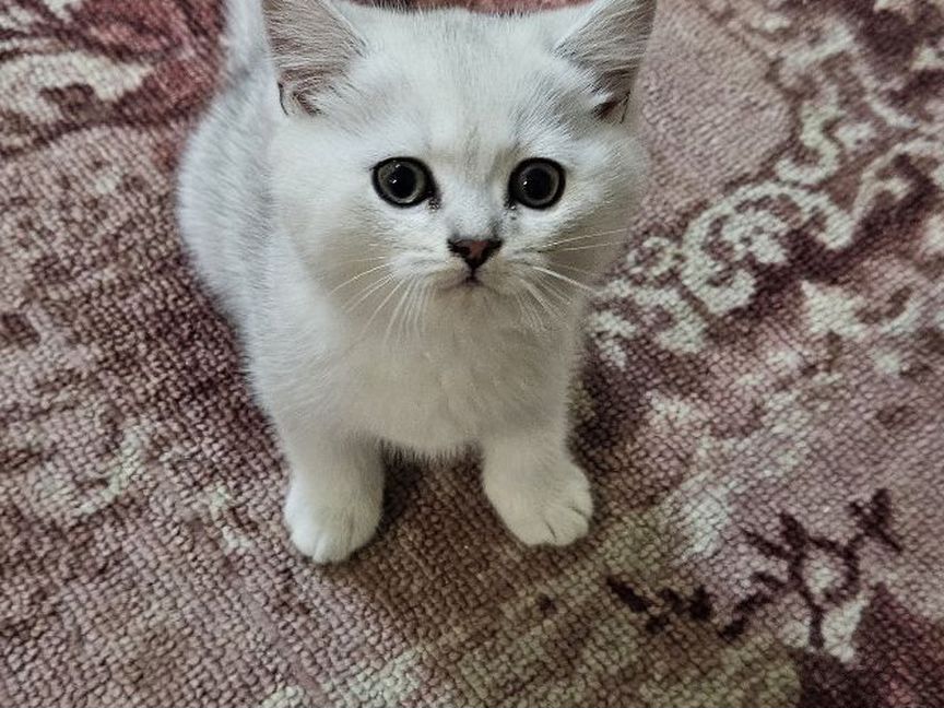 Шотланская Серебристая шиншилла