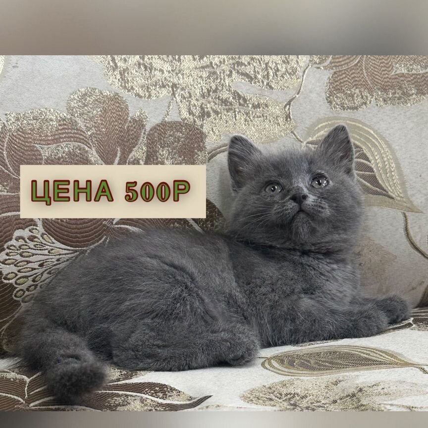 Британский короткошёрстный котёнок