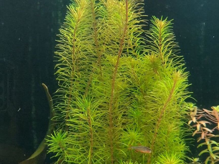 Ротала Валлиха