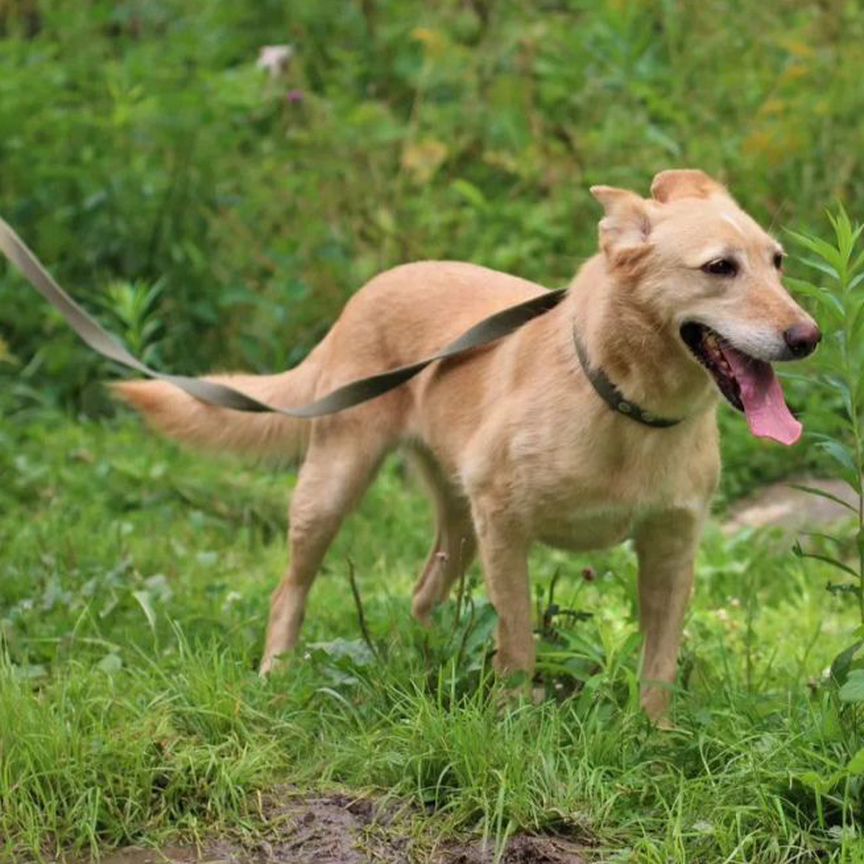 Взрослая собака в добрые руки