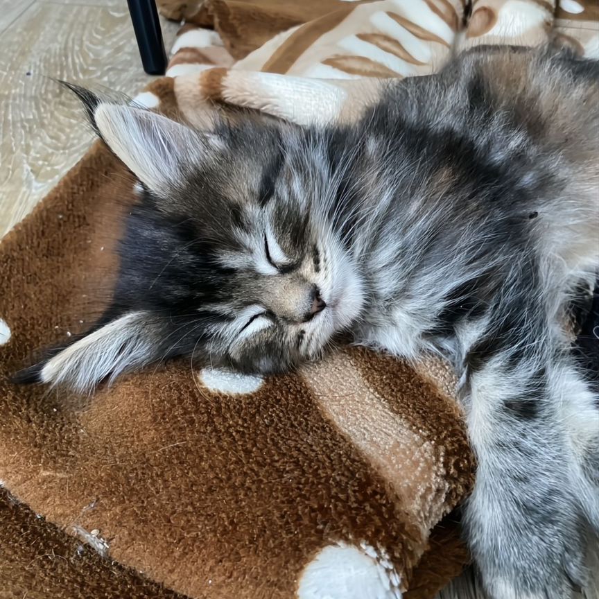 Мейн-кун котёнок