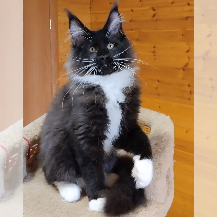 Мейн-кун котёнок