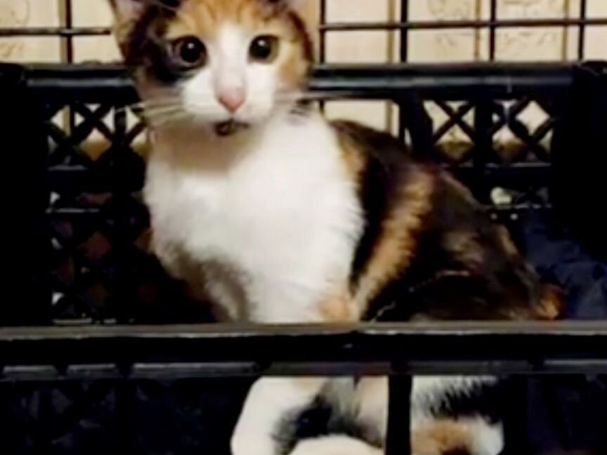 Трехцветный котенок в добрые руки