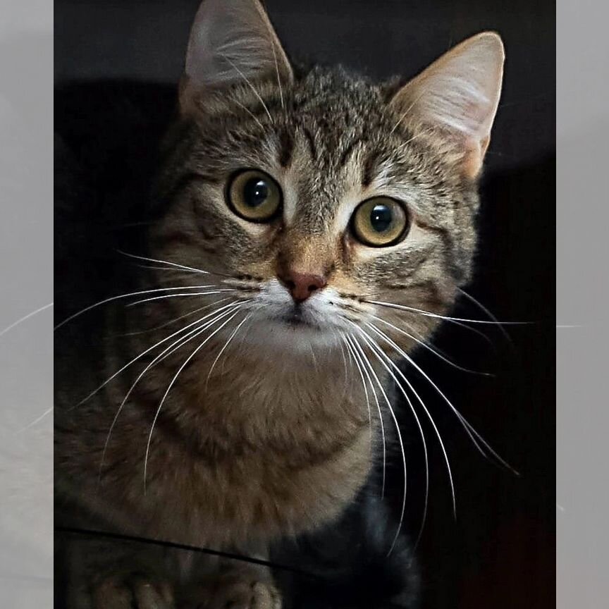 Котенок 8 мес