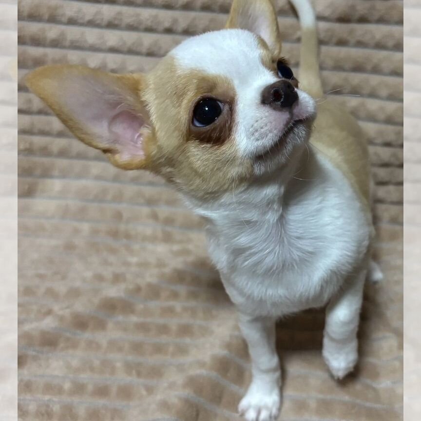 Чихуахуа, щенок