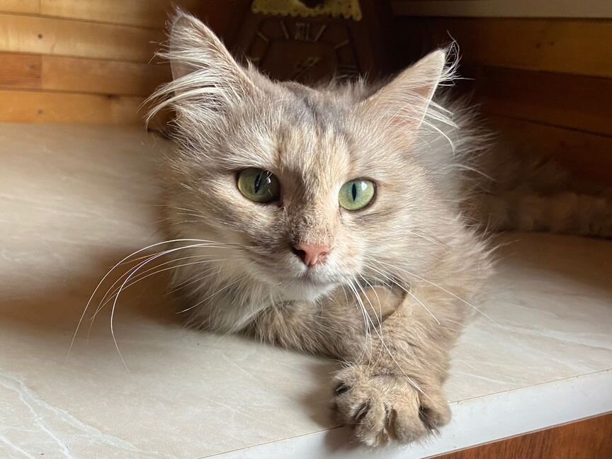 Ласковая кошка с зелëными глазами