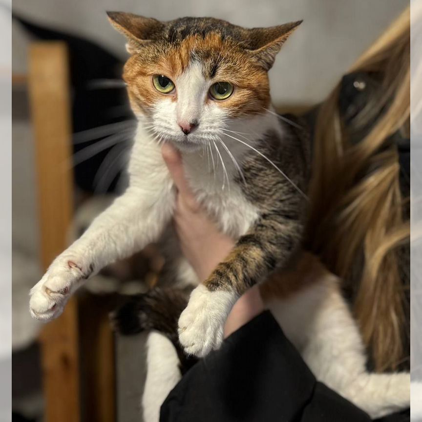 Взрослый кот в добрые руки