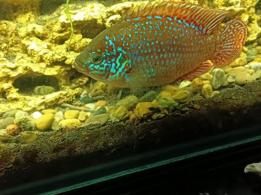 Хромис. Акара бирюзовая. Пангасиус