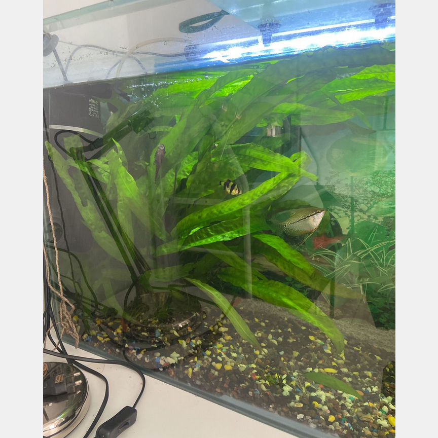 Криптокарина апоногетонолистная