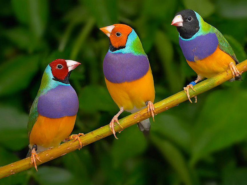 Амадины Гульда