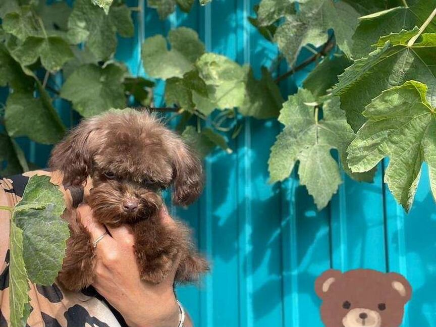 Кофейный мальтипу