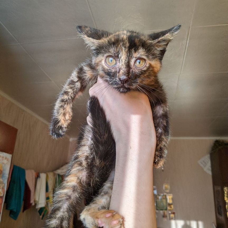 Котята в добрые руки SOS