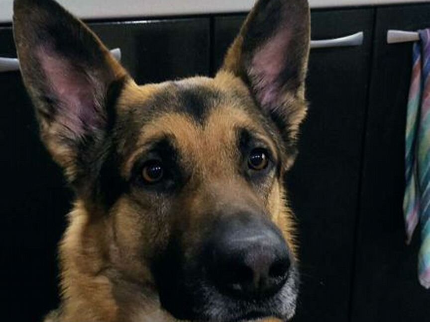 Немецкая овчарка вязка