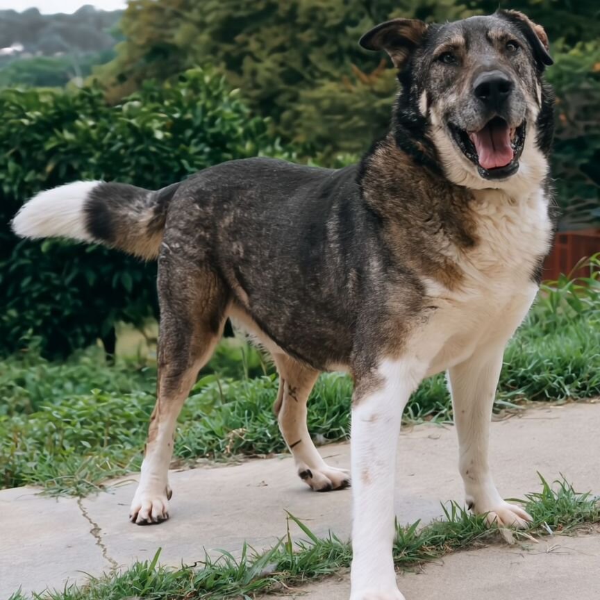 Взрослый пёс в добрые руки