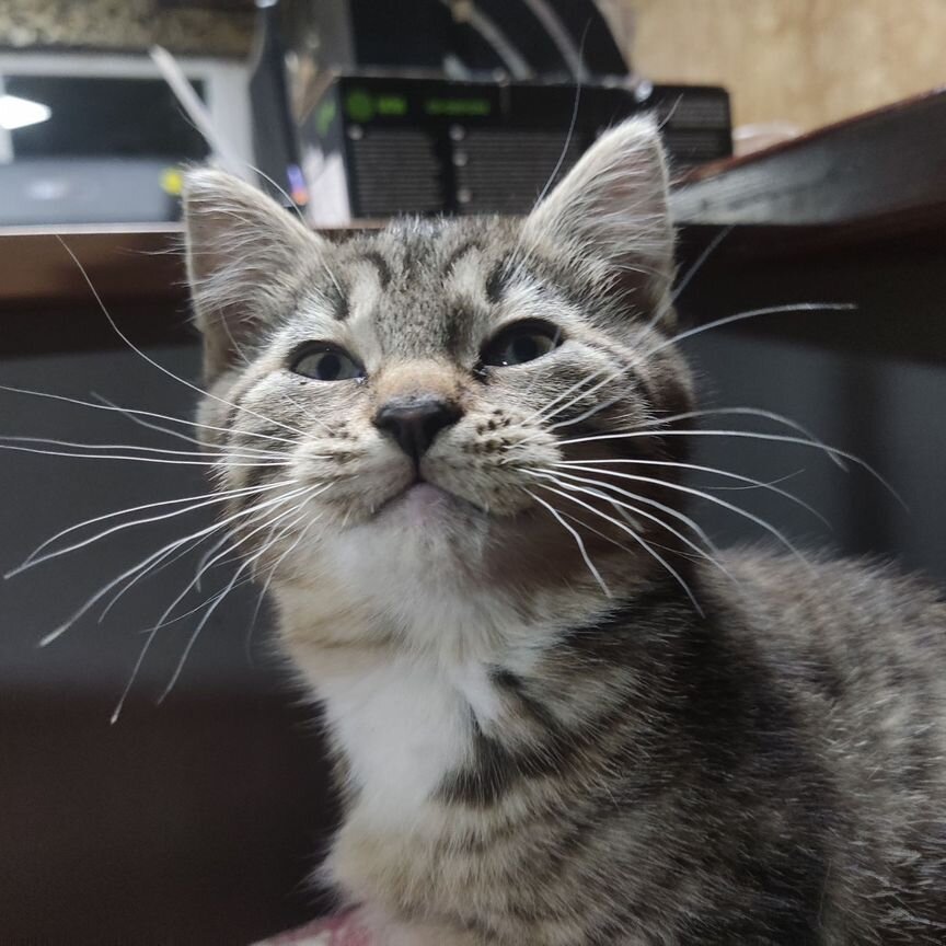 Котëнок в добрые руки