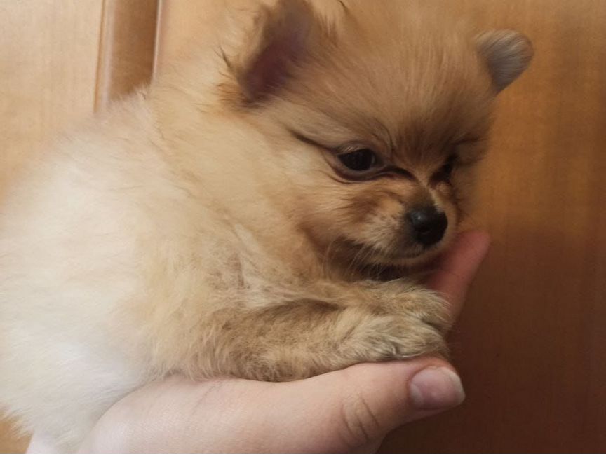 Померанский шпиц медвежьего типа