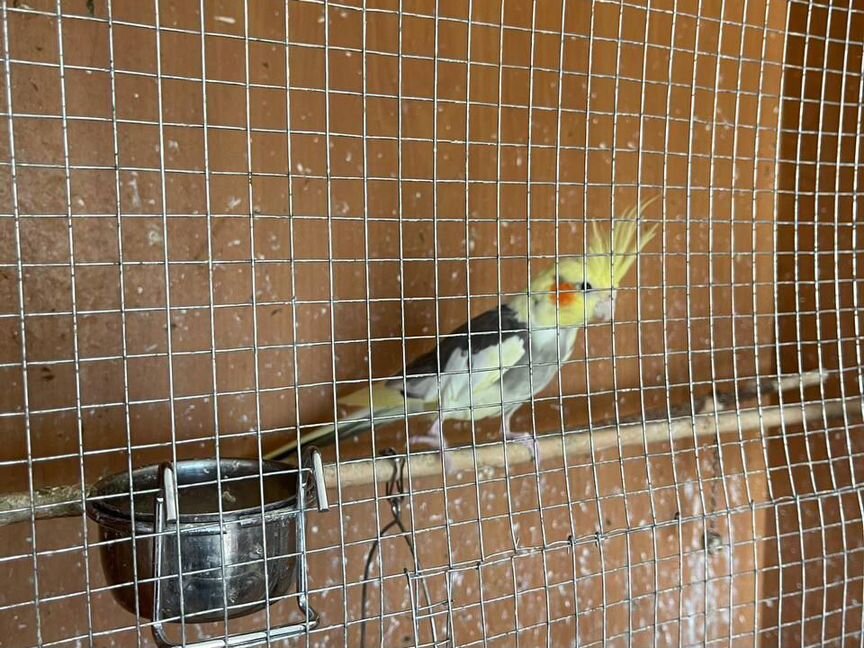 Попугай корелла девочка