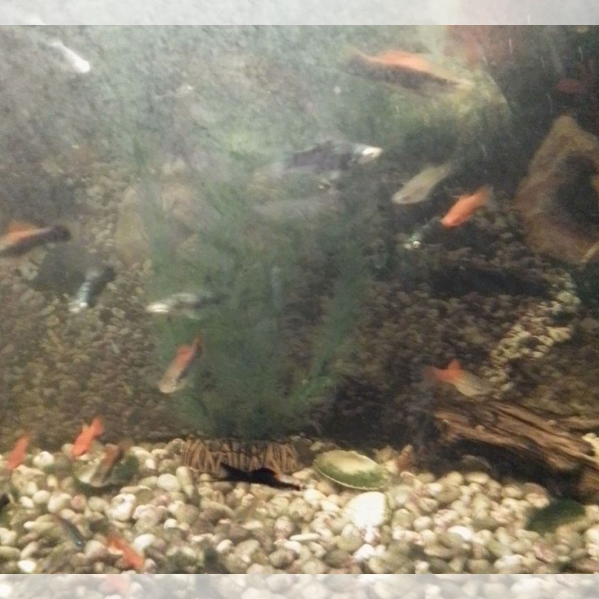 Аквариумные рыбки и аквариум