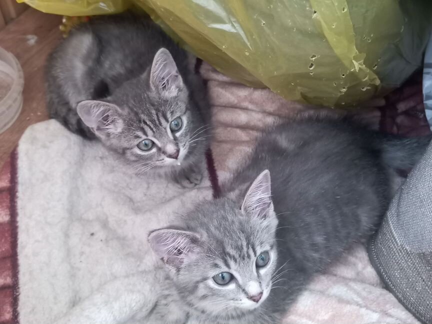 Котята в добрые руки
