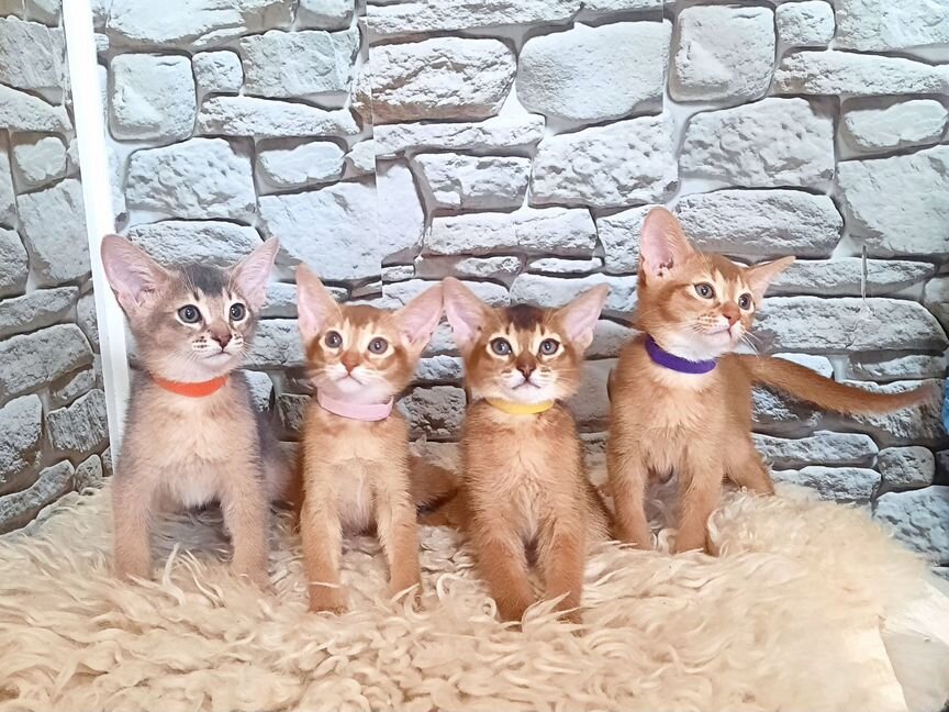 Шикарные аби детки