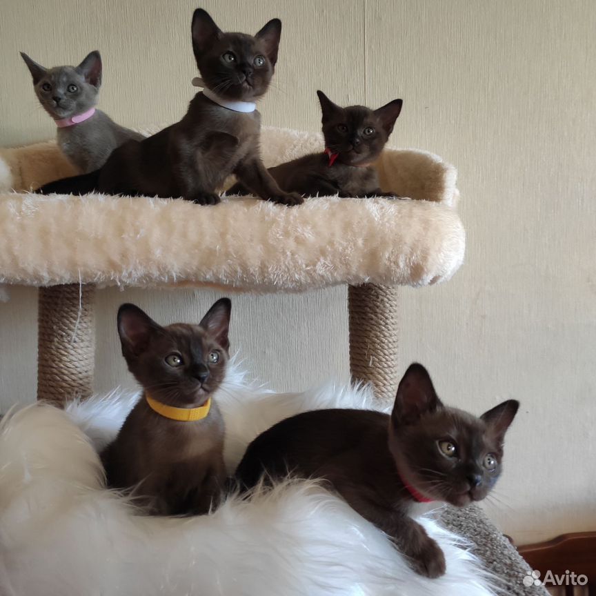 Бурманские котята