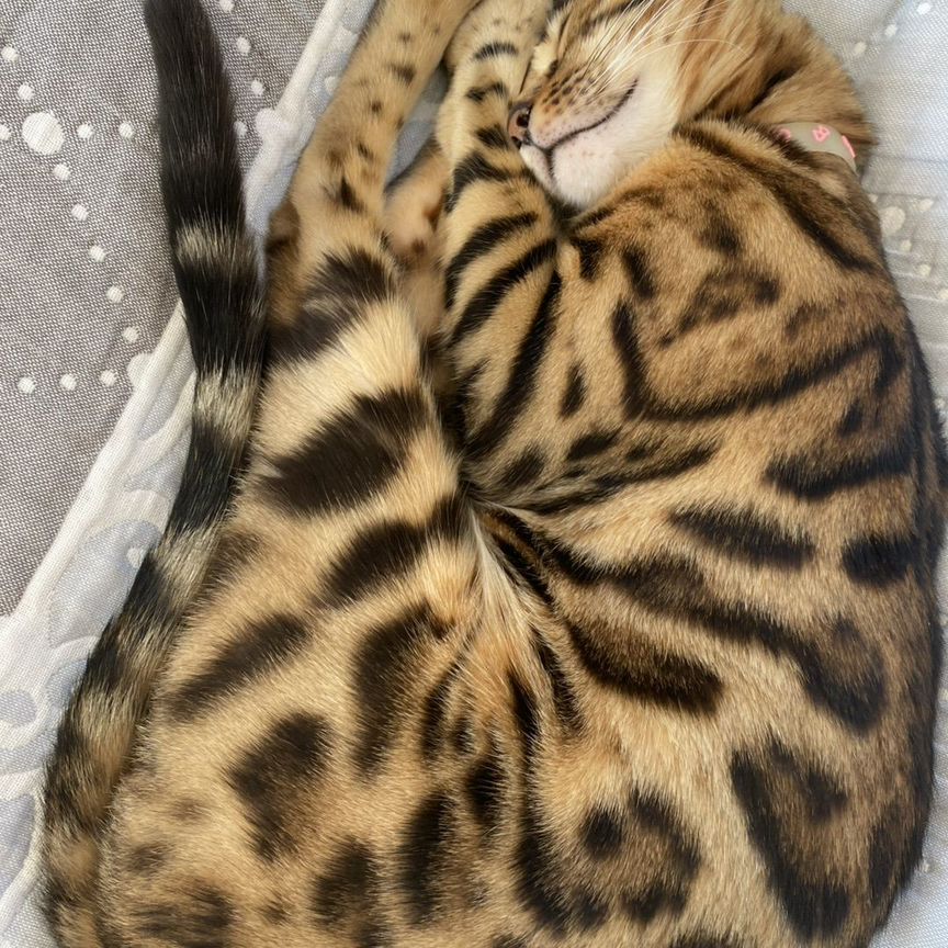 Бенгальская кошка