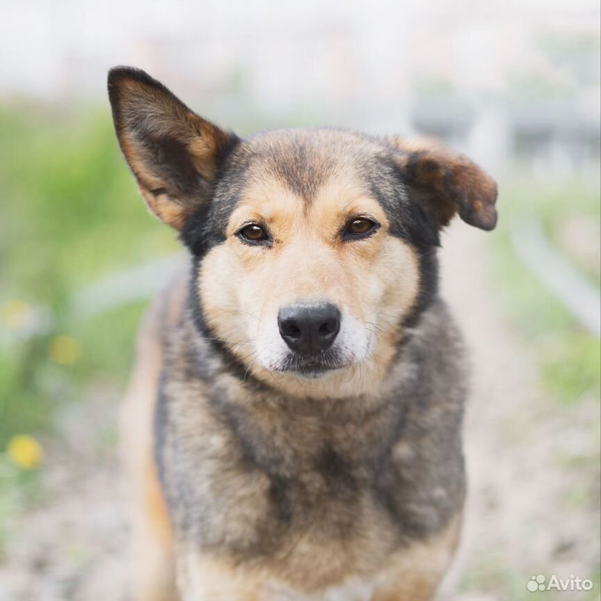 Собака в добрые руки. Булочка Харли ищет дом