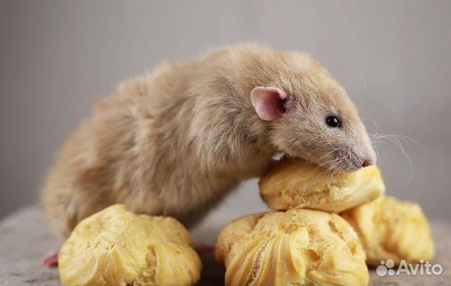 Крысята драгоценного окраса Фавн
